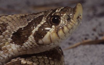 Dusty Hognose Snake – SnakeSnap